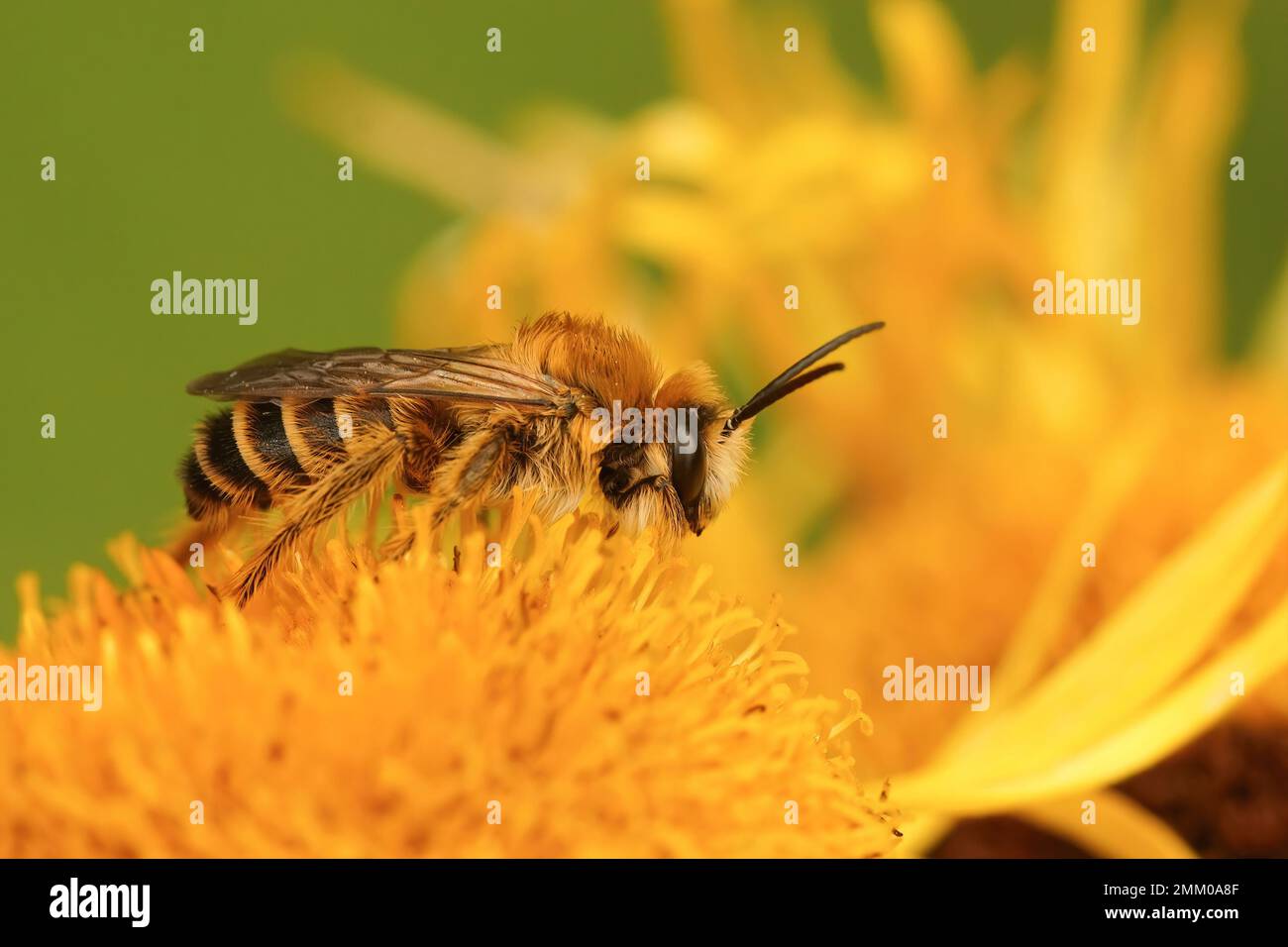 Natural closeup on a male of the pantaloon bee or hairy-legged mining ...