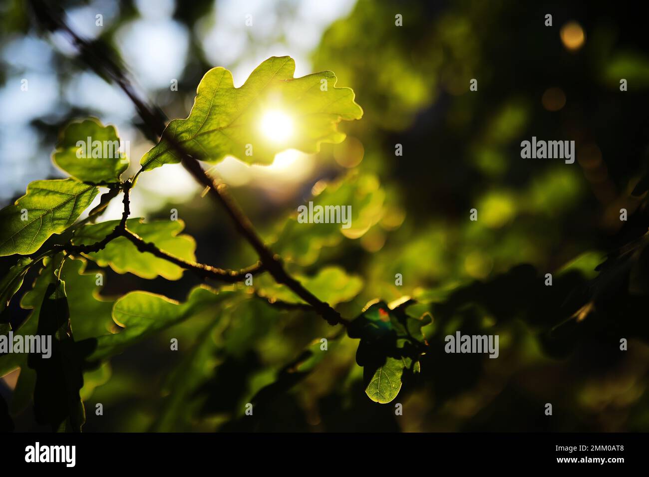 Spring nature background. Greenery trees and grasses on a sunny spring ...