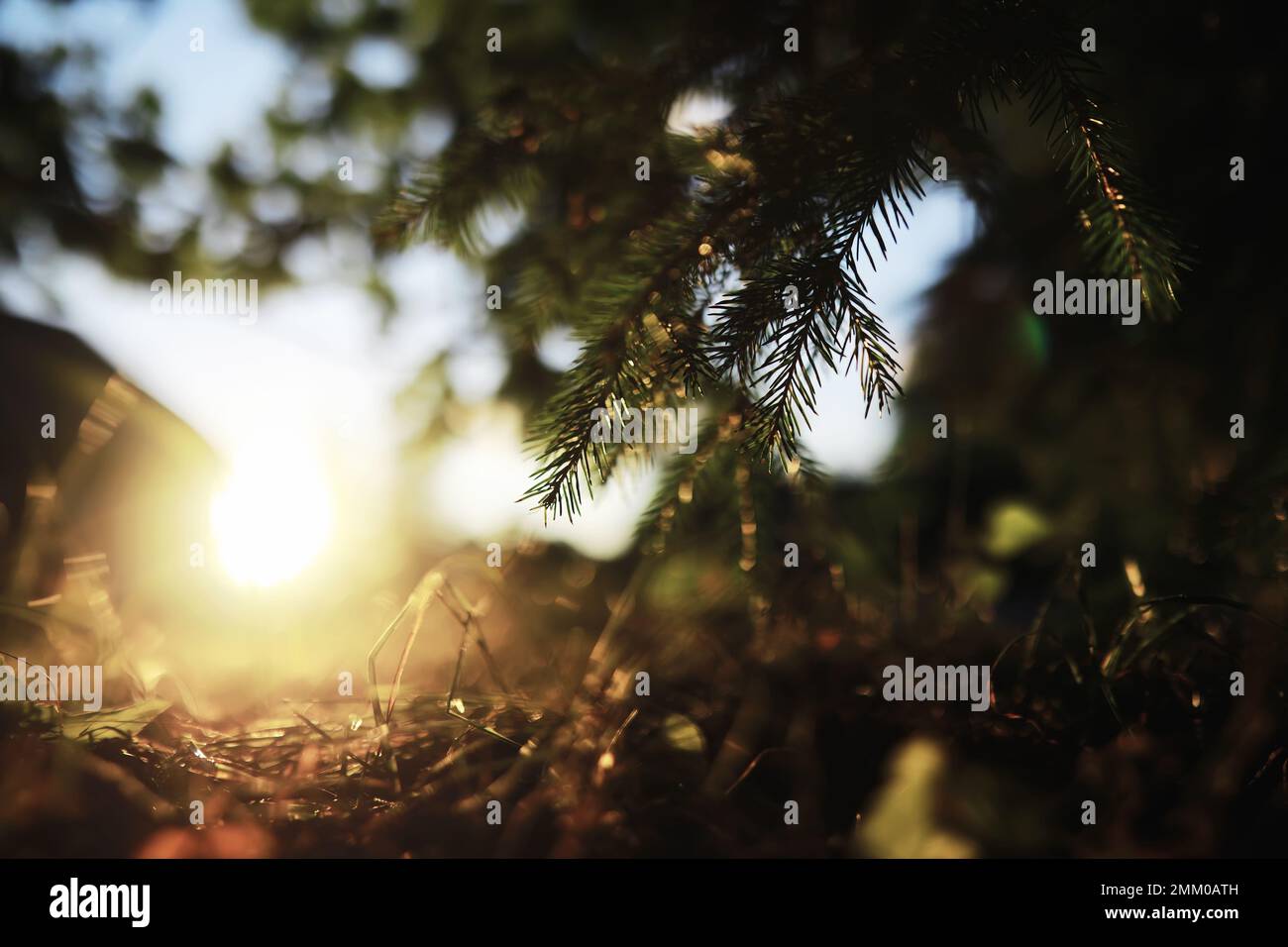 Spring nature background. Greenery trees and grasses on a sunny spring ...
