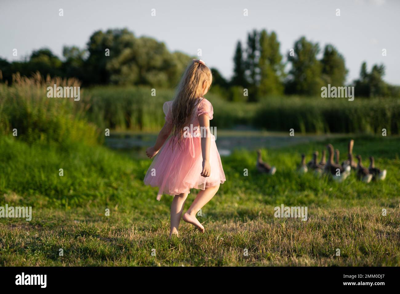 a little girl chases a flock of geese Stock Photo - Alamy