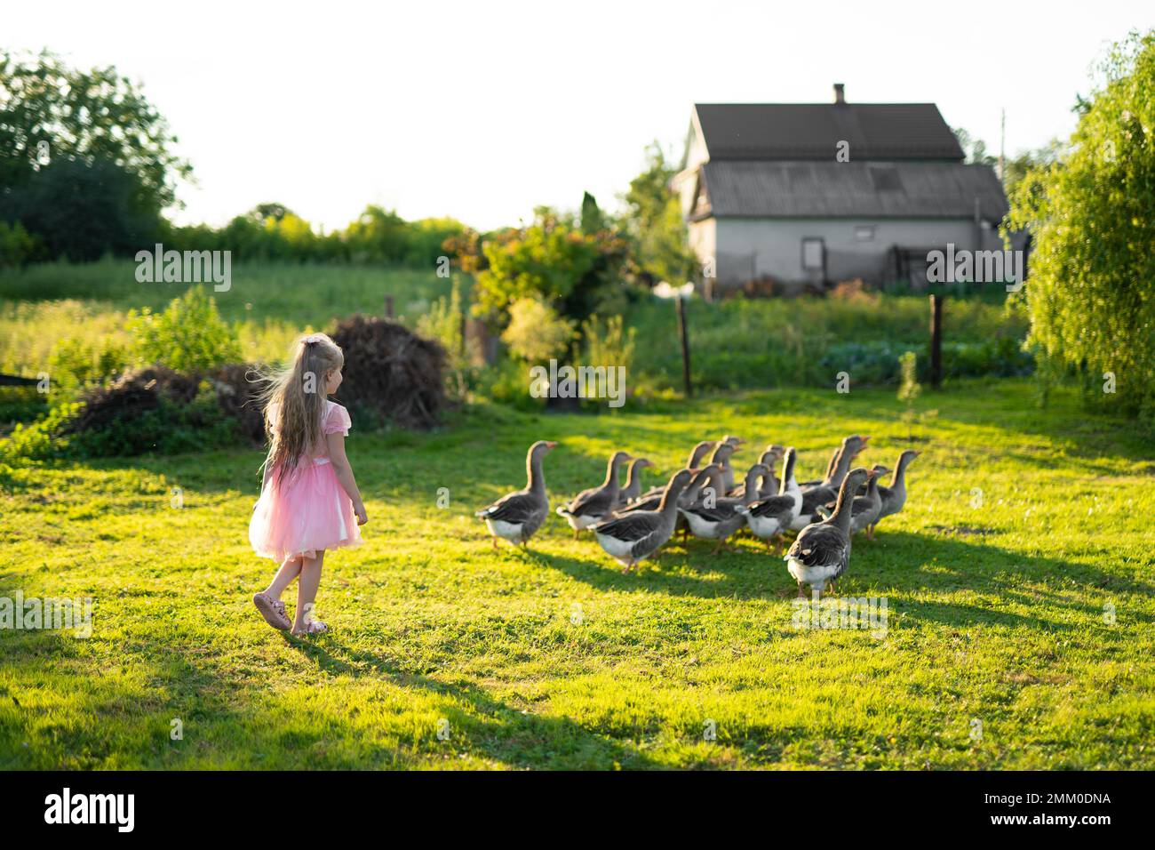 a little girl chases a flock of geese Stock Photo - Alamy