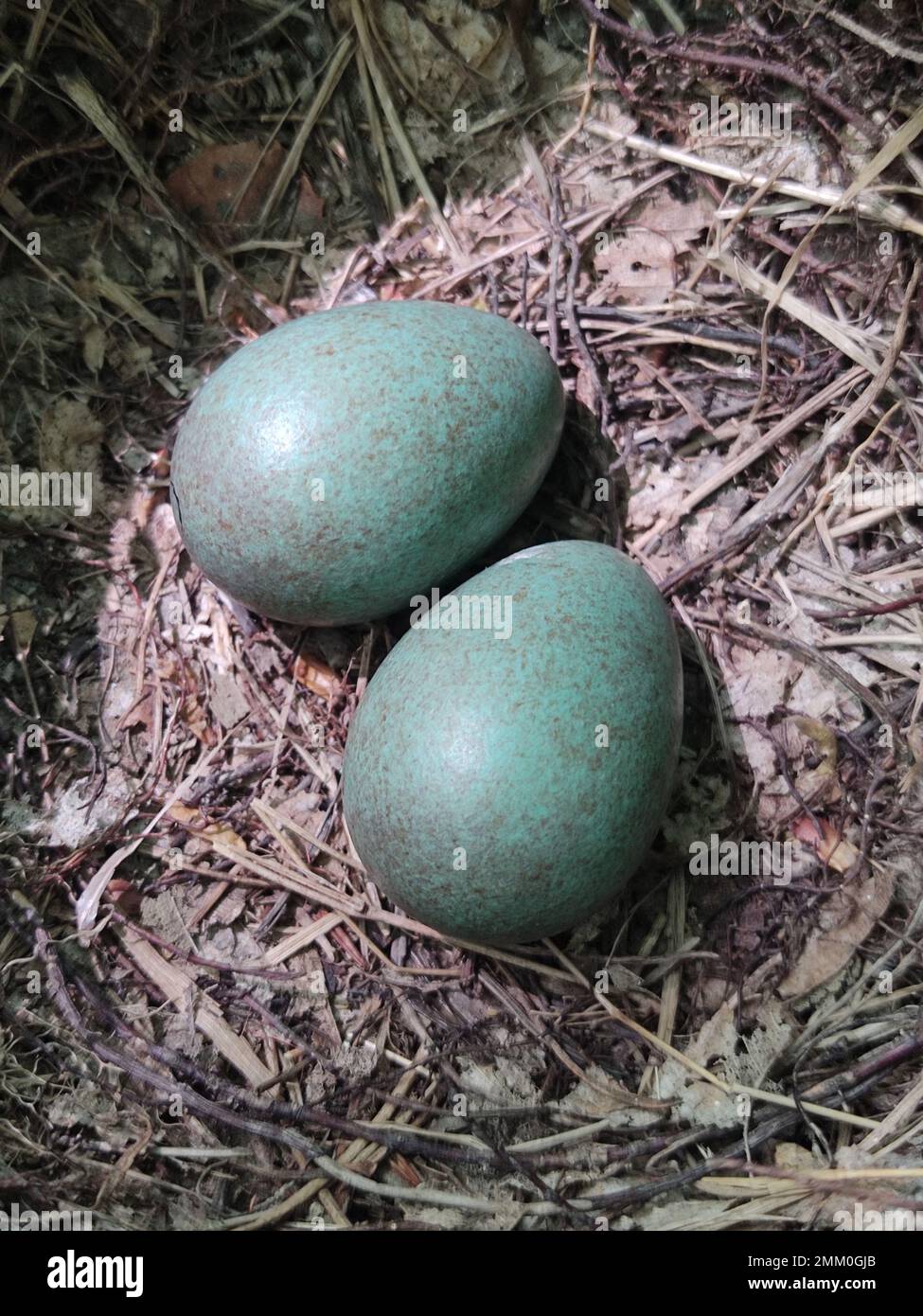 a pair of blue bird eggs in a nest in the forest on a tree Stock Photo ...