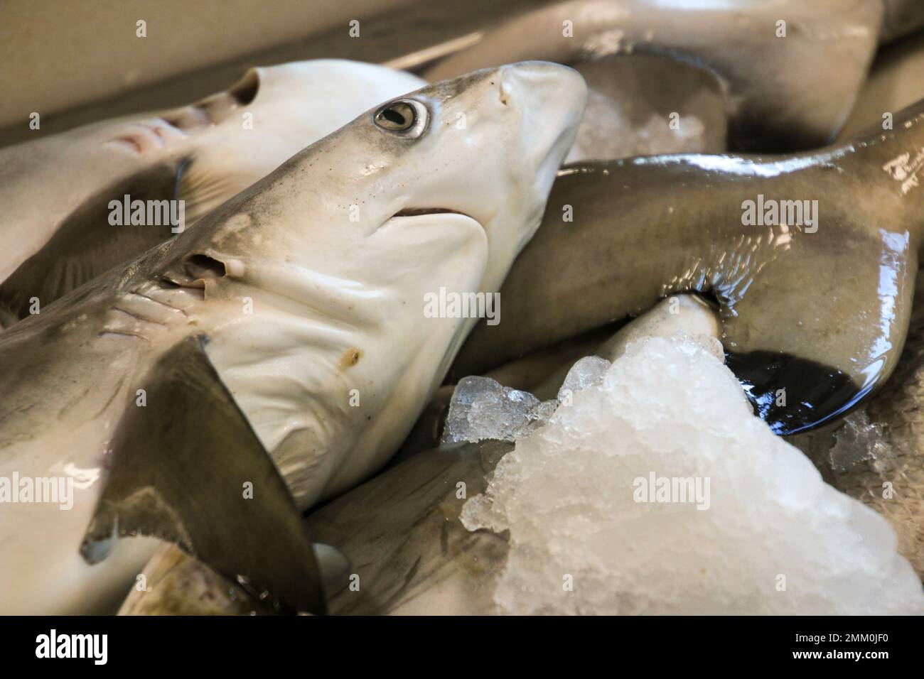 Ras al khaimah uae fish hi-res stock photography and images - Alamy