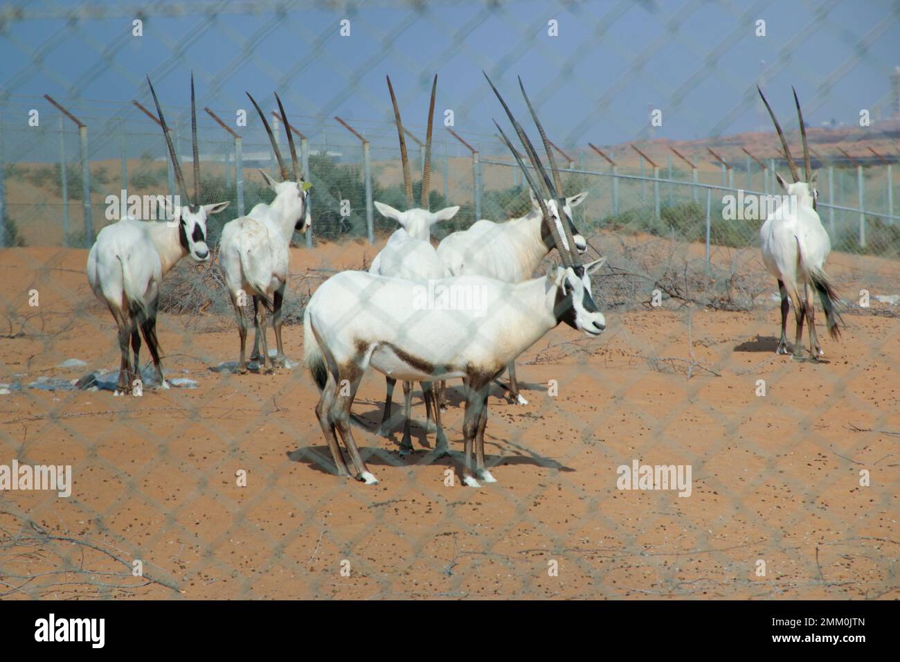 Arabian oryx (Oryx leucoryx) or white oryx, United Arab Emirates Stock ...