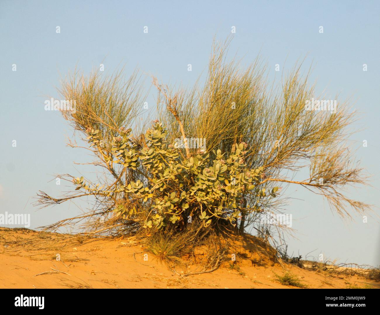 Desert landscape and touring United Arab Emirates Stock Photo - Alamy