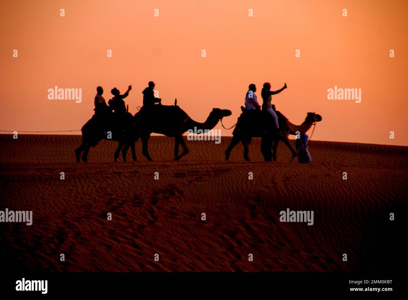 Camels silhouetted at sunset Ras Al Khaimah (RAK) (historically Julfar ...