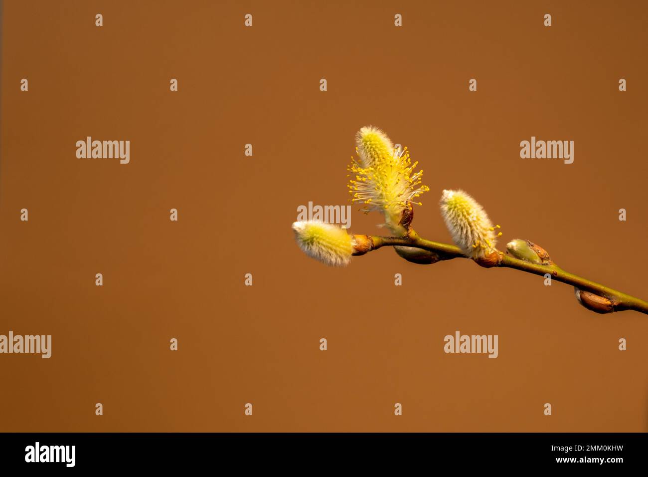 Fluffy yellow willow twigs above brown background. Willow catkins ...