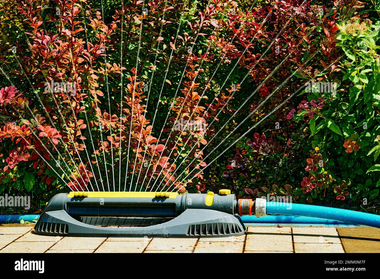Sprinkler irrigation system watering red bushes, flowers in a garden ...