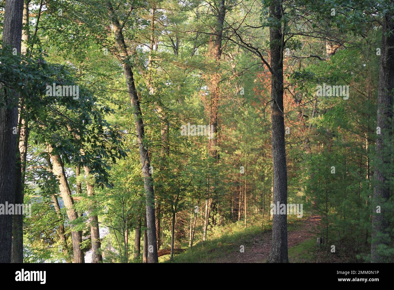 A beaten path leading into the deep wild woods Stock Photo - Alamy