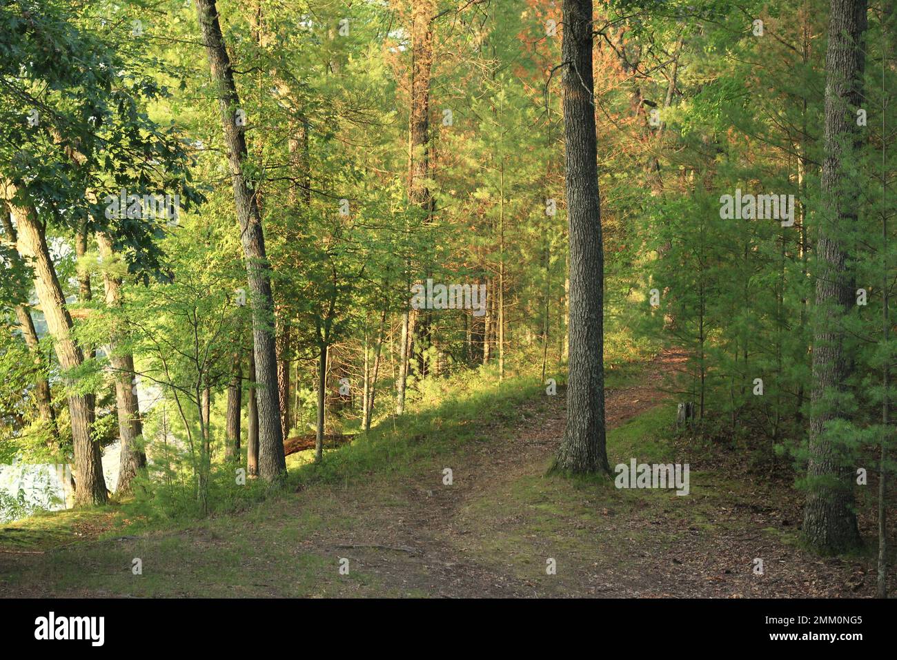 A beaten path leading into the deep wild woods Stock Photo - Alamy