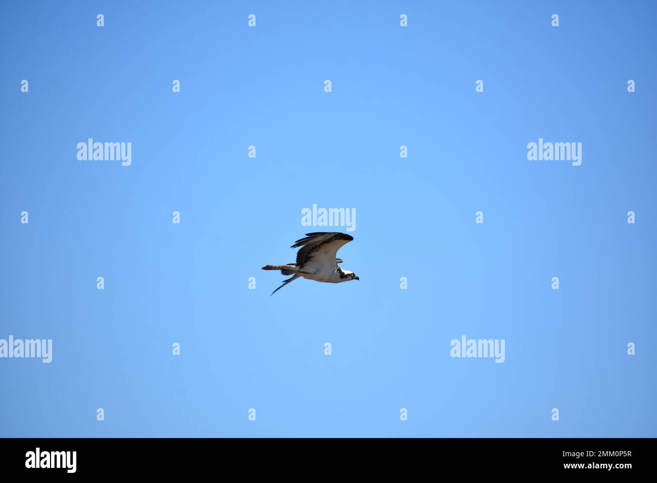 Beautiful gliding osprey raptor flying in pale blue skies of Casco Bay ...