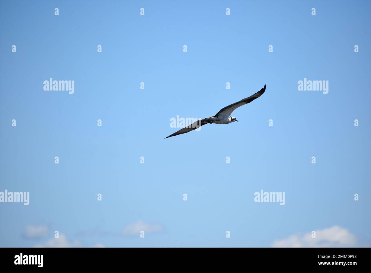 Beautiful soaring and gliding osprey bird in flight over Casco Bay ...