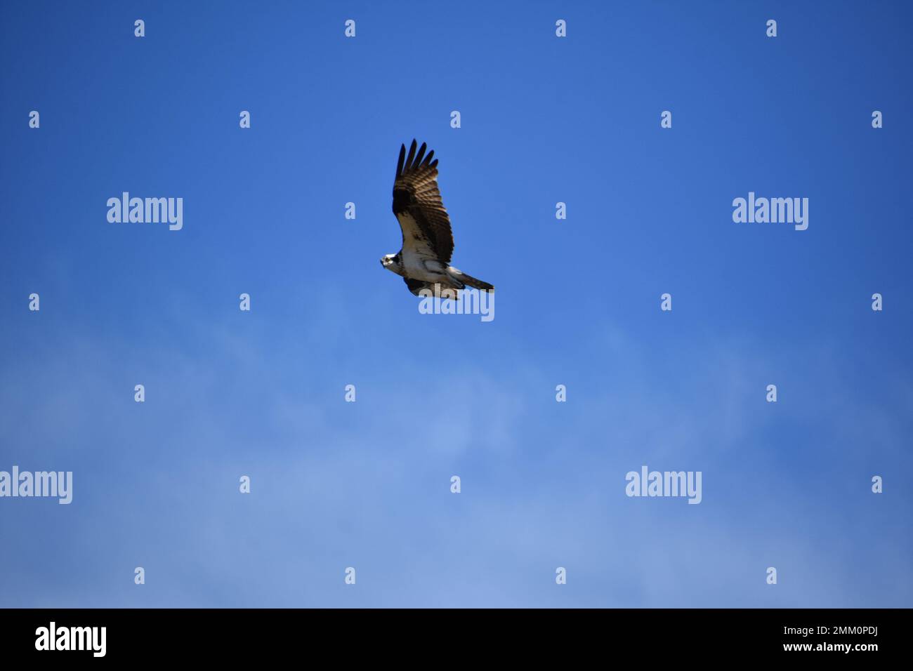 Feathers spread on the wings of an osprey bird in flight Stock Photo ...