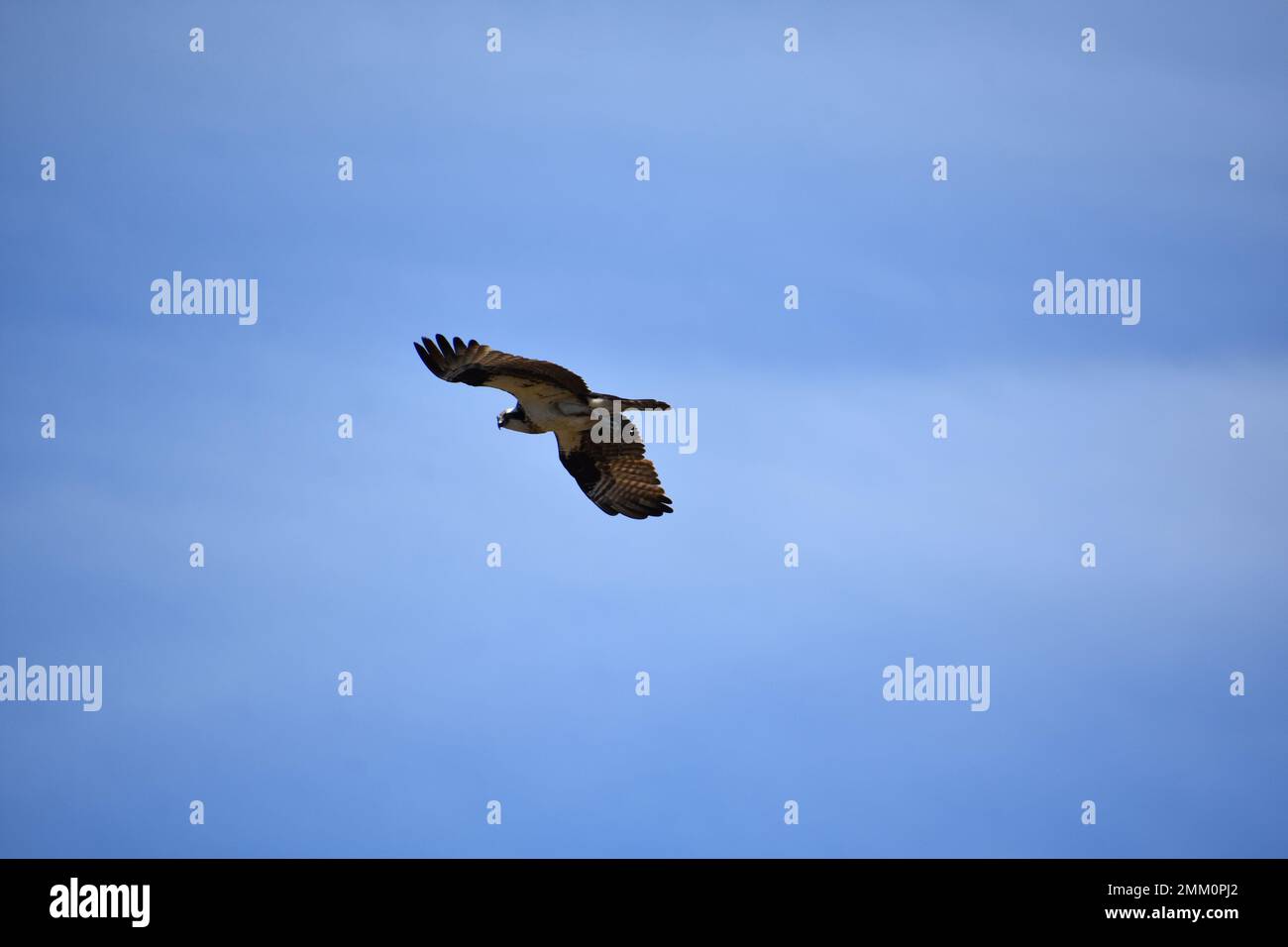 Beautiful soaring osprey bird with wings spread in flight in Maine ...