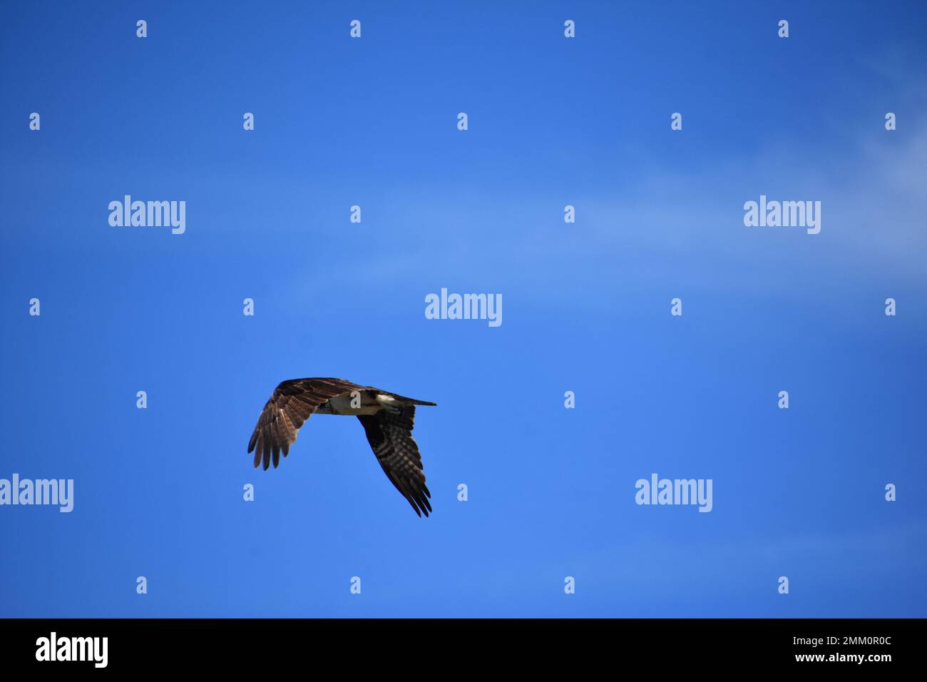 Osprey with wings folded in flight in Casco Bay Maine Stock Photo - Alamy