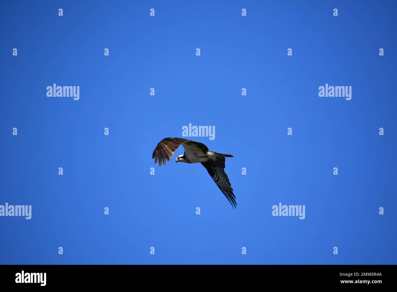 Beautiful flapping wings of an osprey bird in bright blue skies Stock ...
