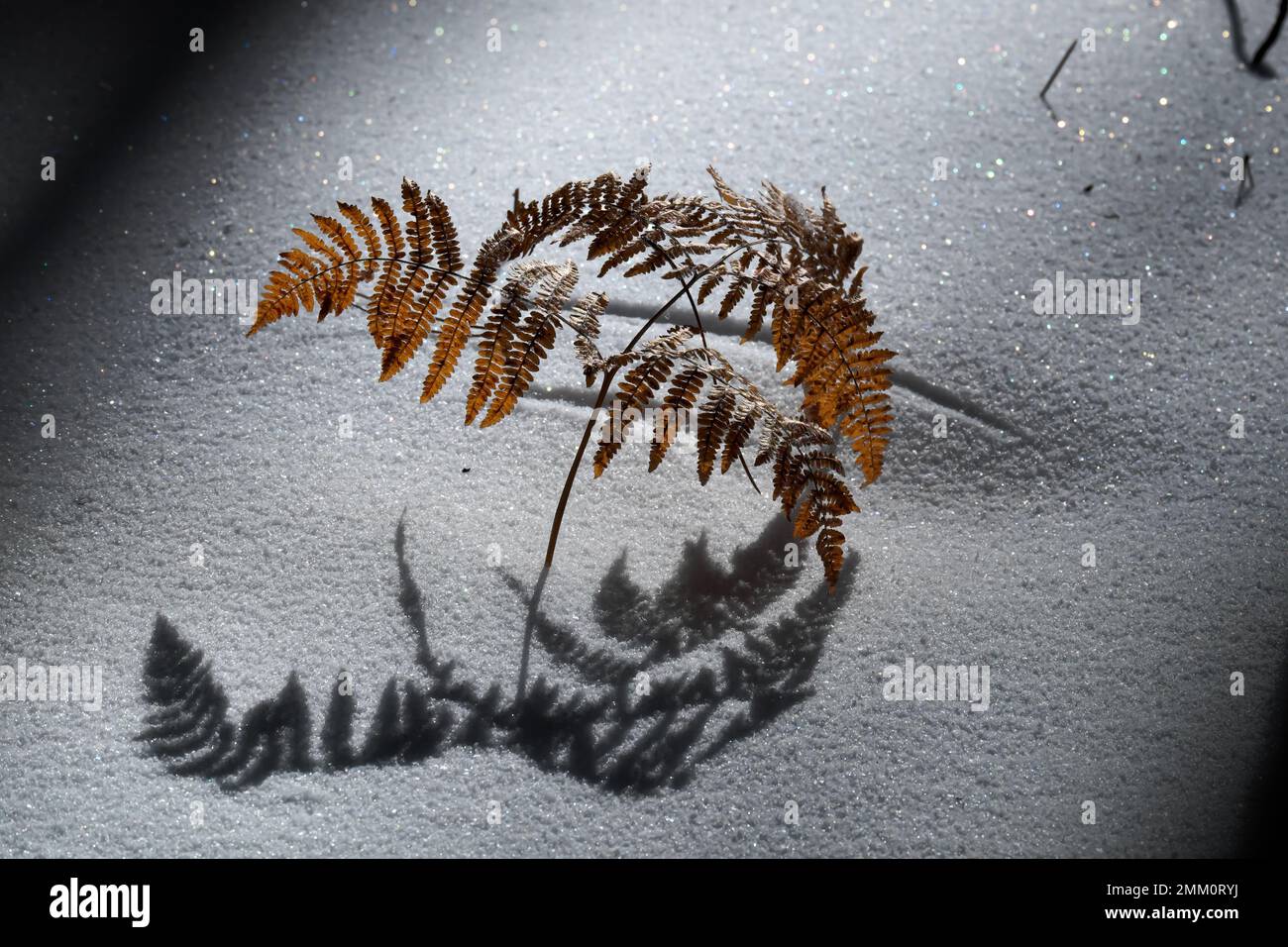 a dry fern in light and shadow on sparkling white snow in winter of ...