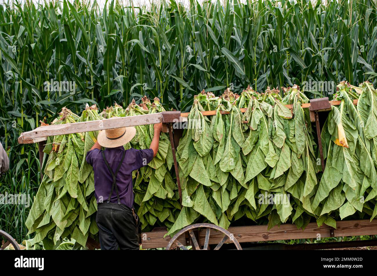 A View of an Amish Man Putting Harvested Tobacco on a Wagon to Bring To ...