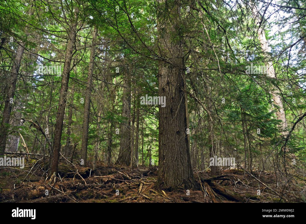 Hemlock forest forests hi-res stock photography and images - Alamy