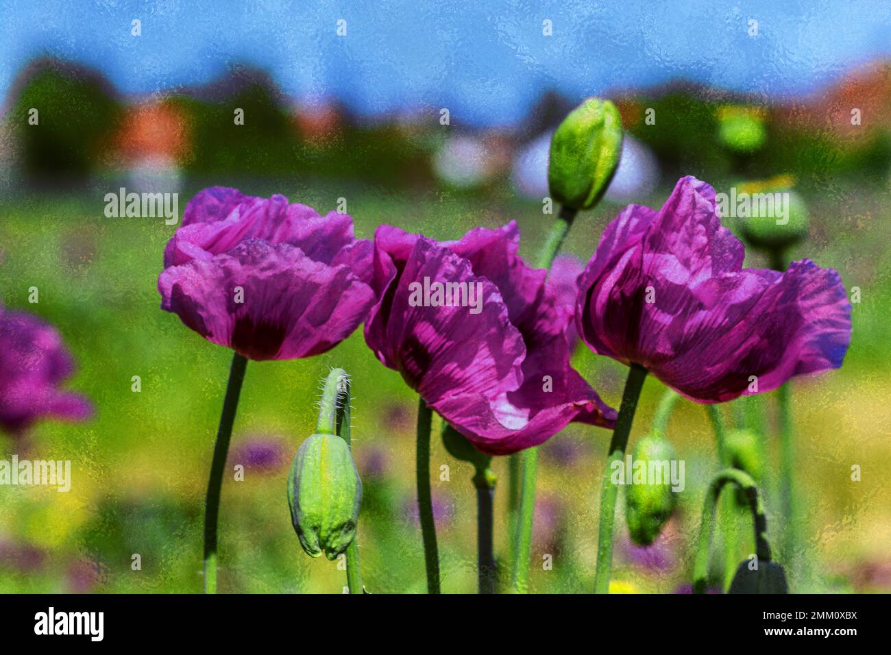 Purple poppies hi-res stock photography and images - Alamy