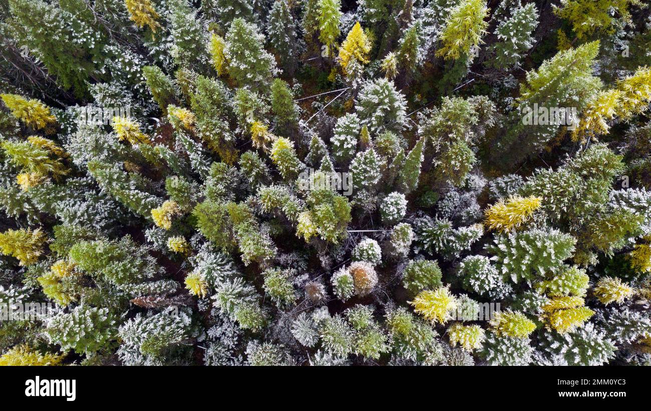 Aerial view of conifer forest with western larch after a snowstorm in ...