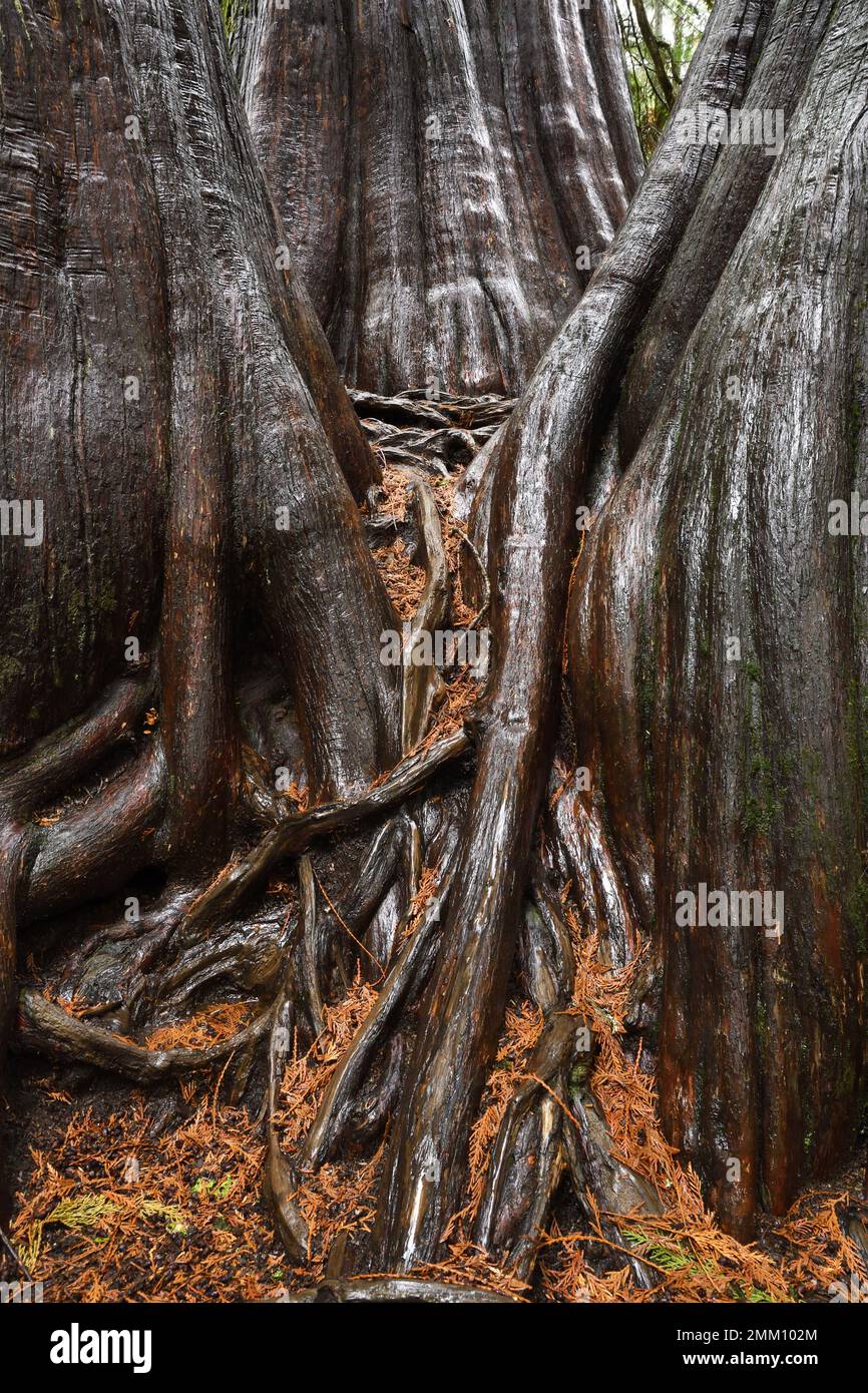 Ancient cedars in Ross Creek Cedar Grove. Kootenai National Forest in ...