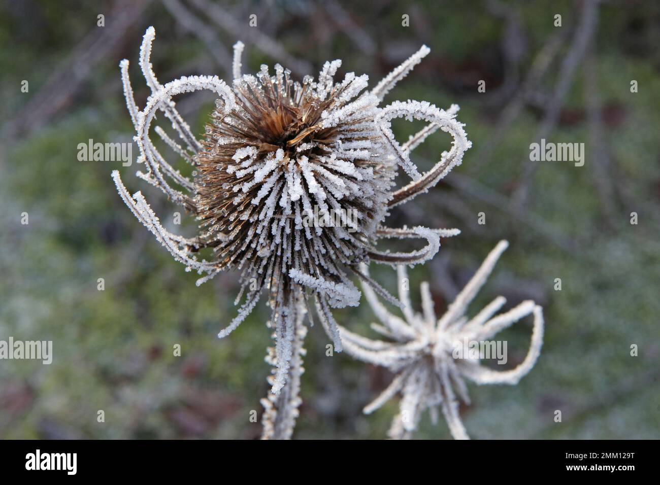 Wild teasel leaves hi-res stock photography and images - Alamy