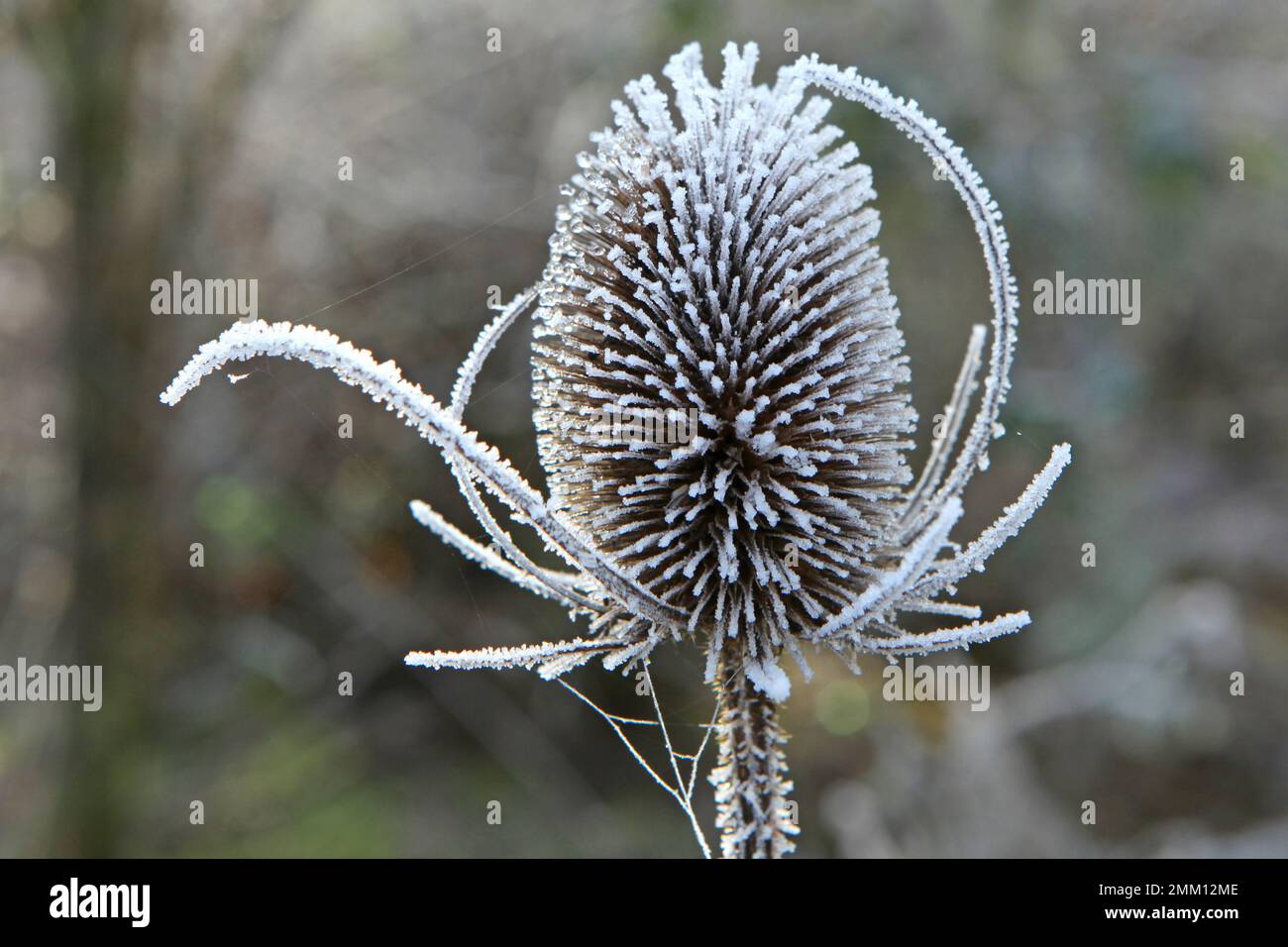 Frost settled on wild teasel Stock Photo - Alamy