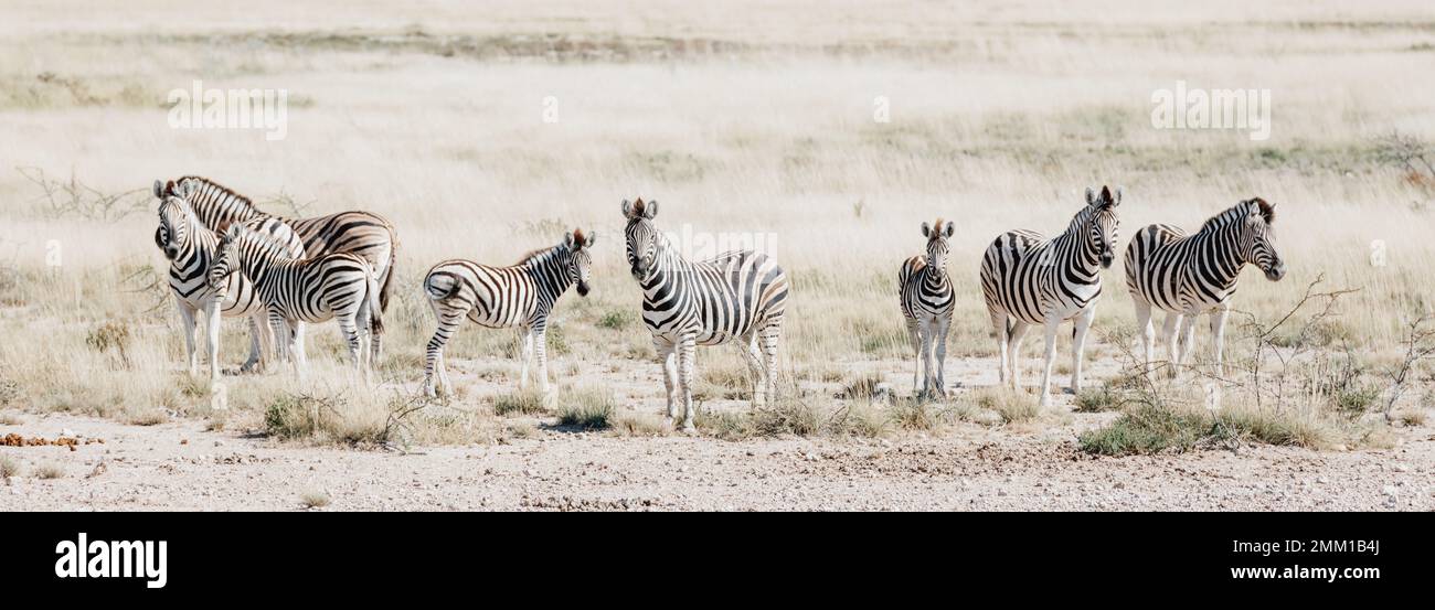 African plains zebra family on the dry brown savannah grasslands ...
