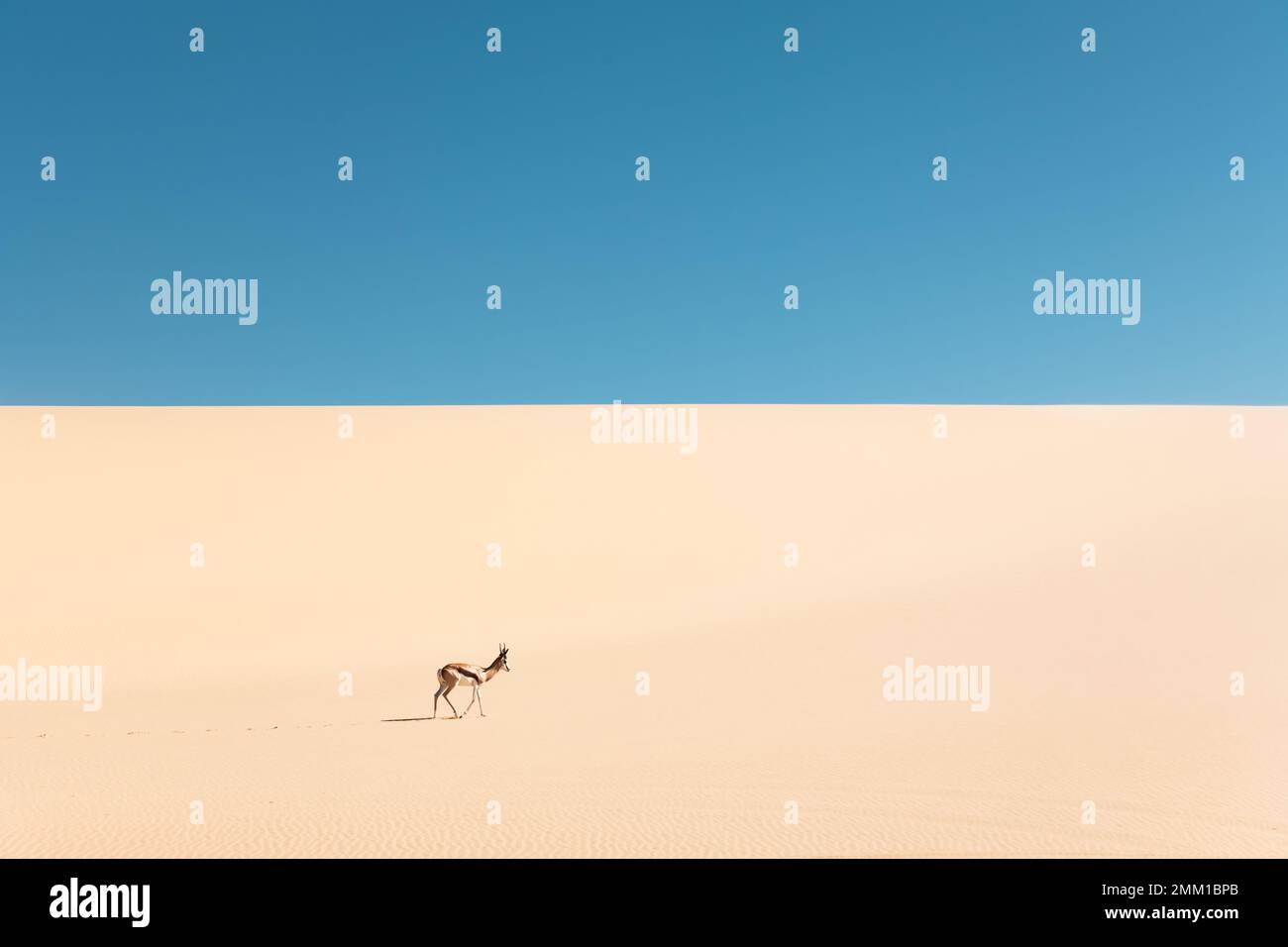 A male of black-faced impala (Aepyceros melampus petersi) in Namib ...