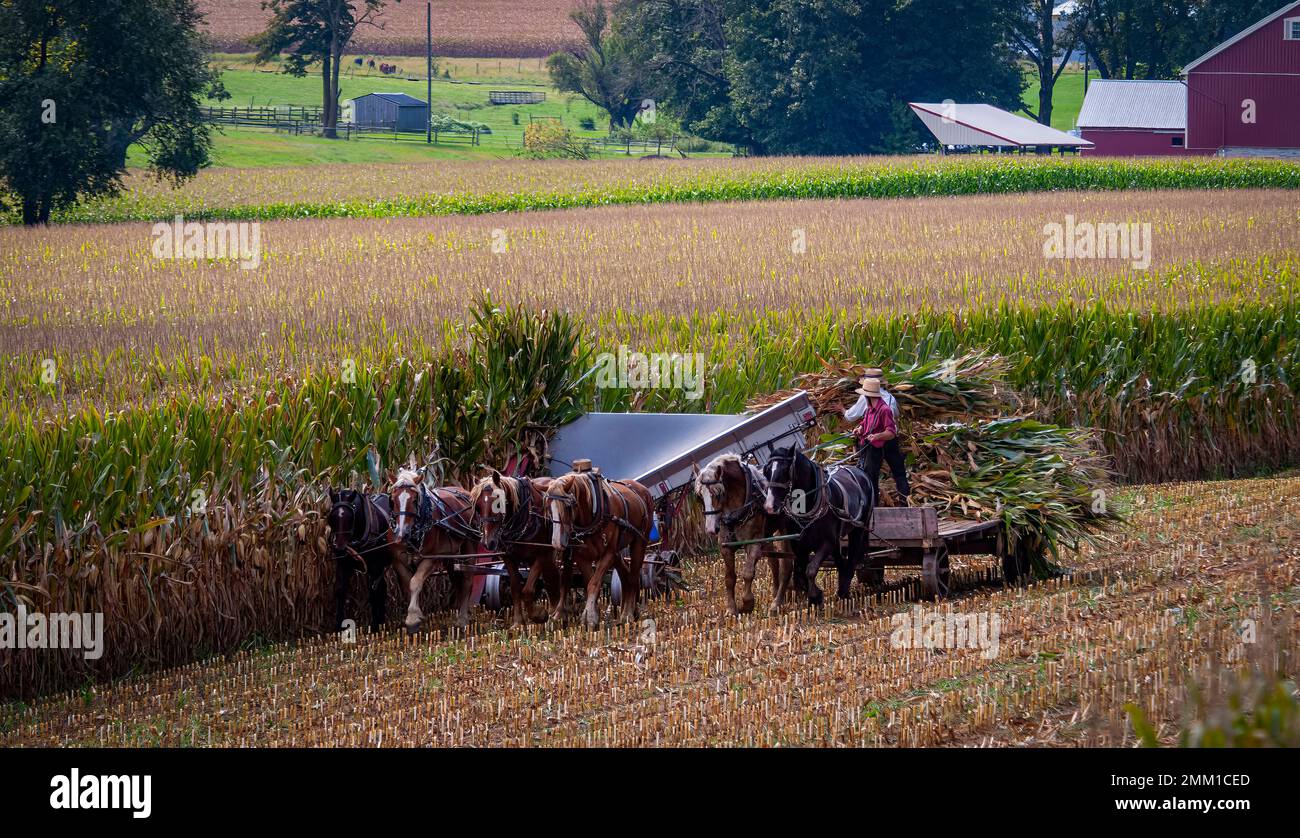 A View of Amish Harvesting There Corn Using Six Horses and Three Men as ...