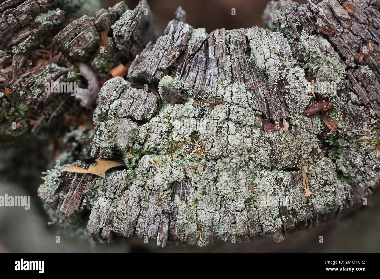The weathered, worn, and rotting natural texture of the top of a tree stump Stock Photo - Alamy