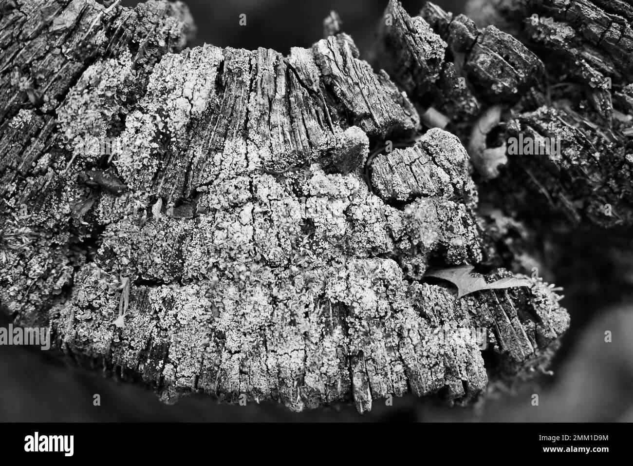 The weathered, worn, and rotting natural texture of the top of a tree ...