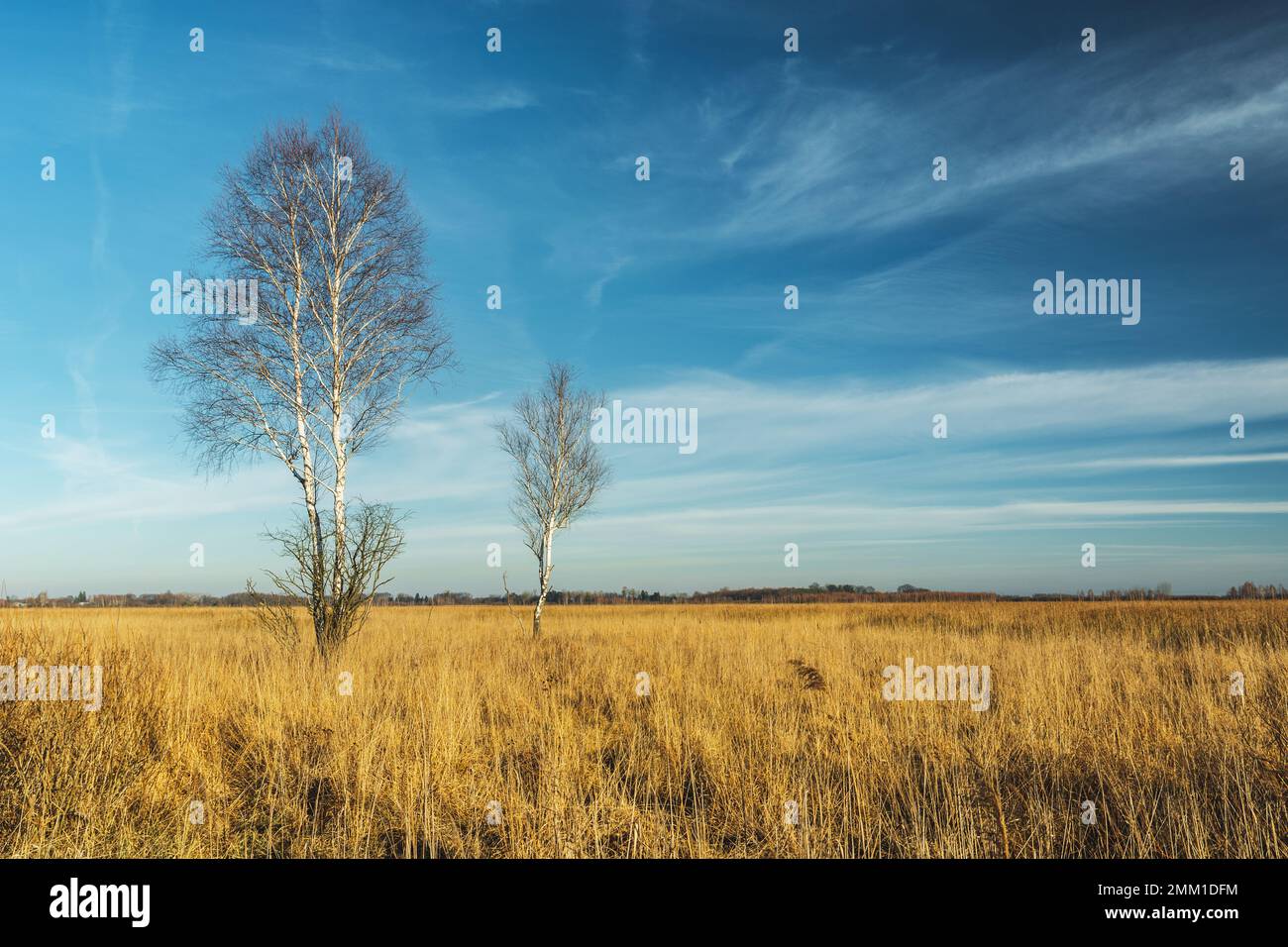 Leafless trees in desert hi-res stock photography and images - Alamy
