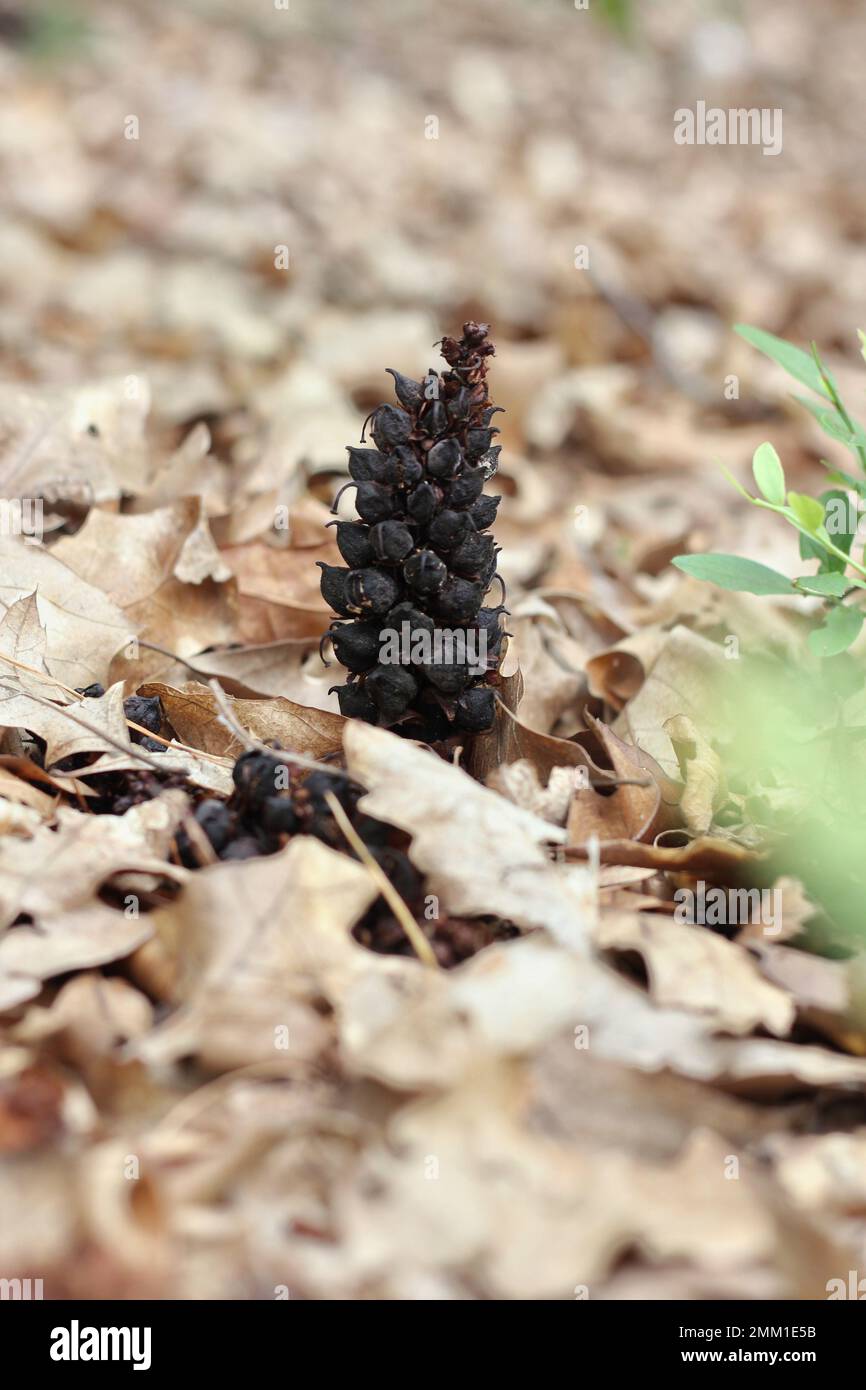 A single pine cone standing on the forest floor Stock Photo - Alamy