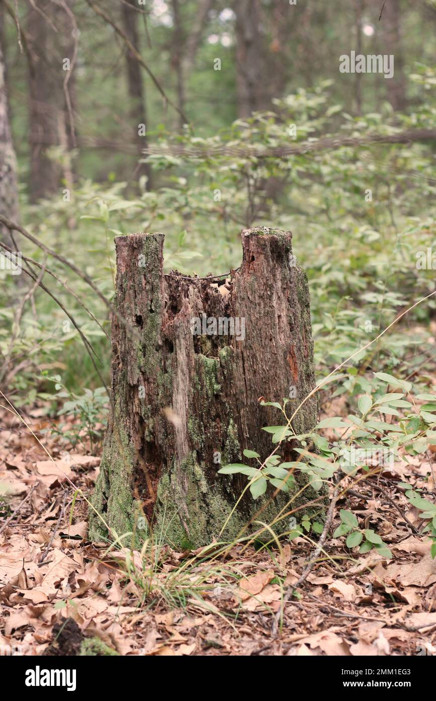 Old rotting tree stump still standing in the deep woods Stock Photo - Alamy