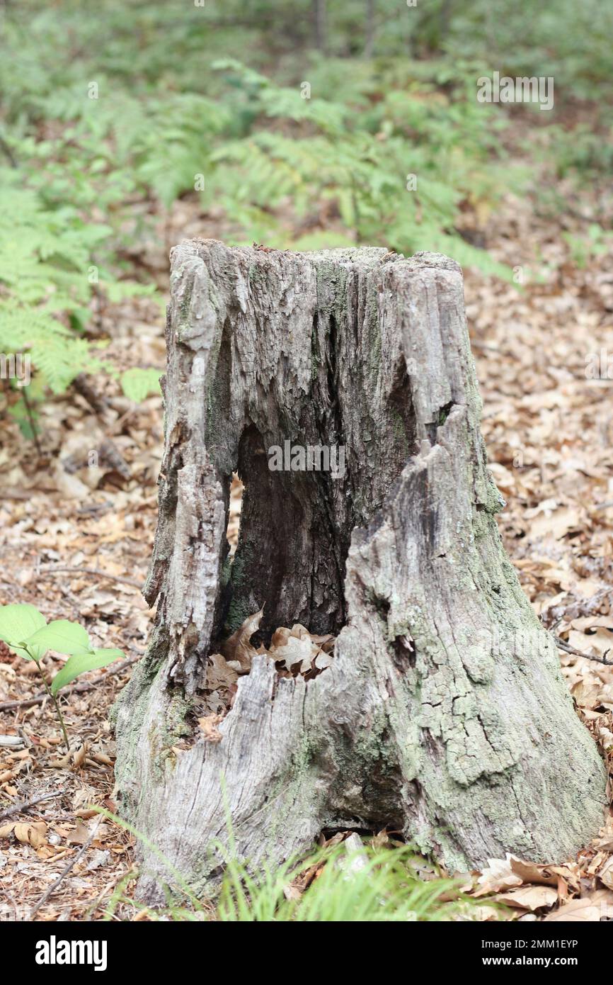 Old rotting tree stump still standing in the deep woods Stock Photo - Alamy