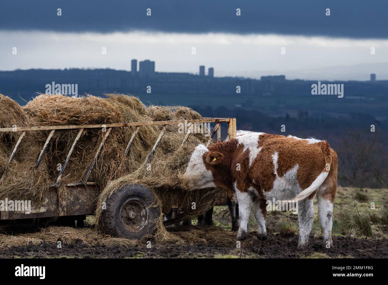 Mugdock Country Park, near Milngavie, Glasgow, Scotland, UK. 29th Jan ...