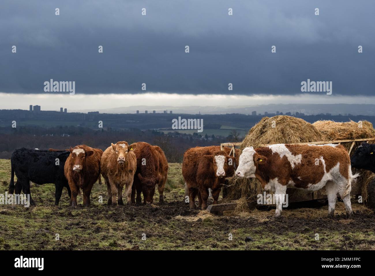 Mugdock Country Park, near Milngavie, Glasgow, Scotland, UK. 29th Jan ...