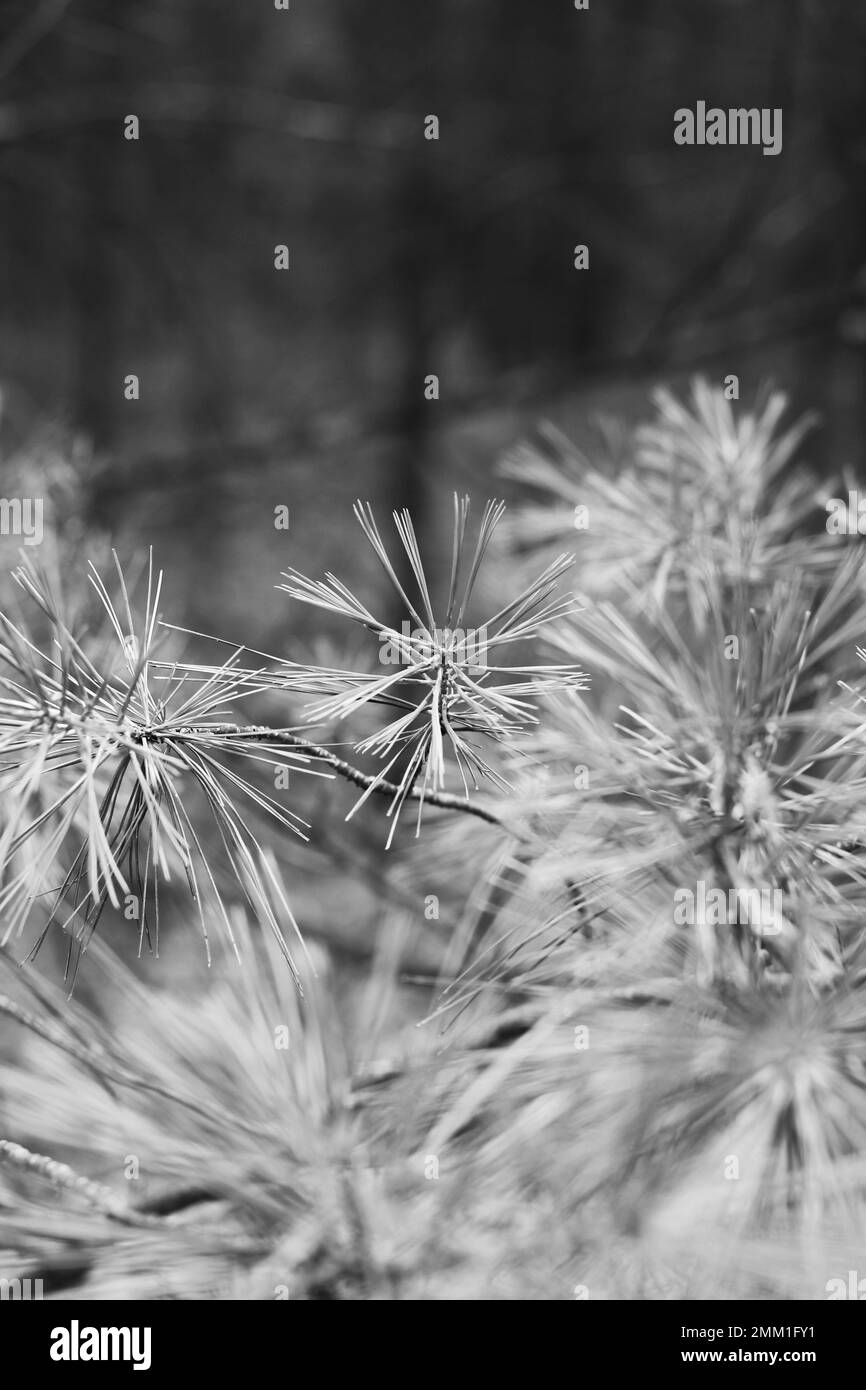 A summer pine tree branch growing in the wild meadow in a black and ...