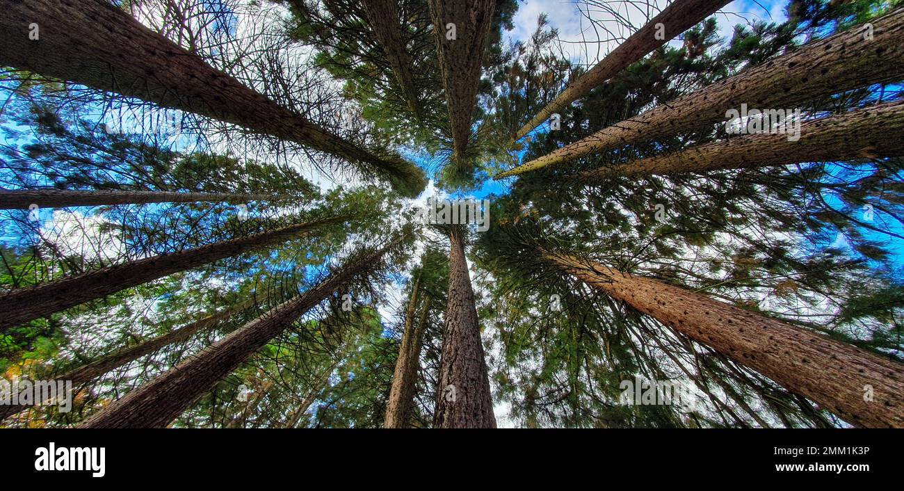 Tree top view of forest ground hi-res stock photography and images - Alamy