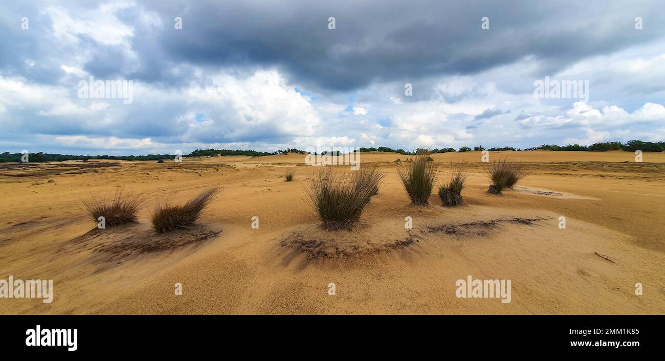 Panorama with bushes in a heath and desert landscape in Netherlands ...