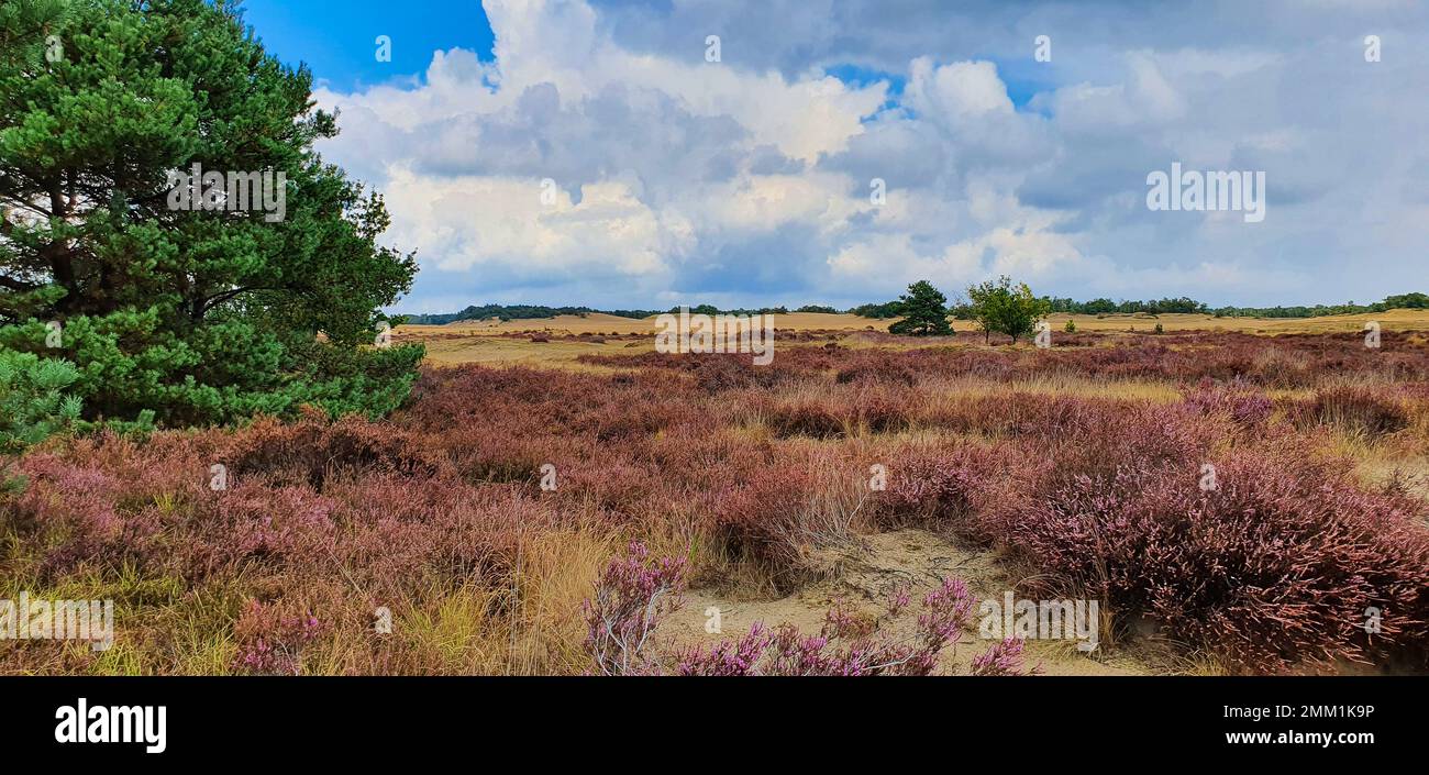 Panorama of heath and desert landscape in Netherlands Stock Photo - Alamy
