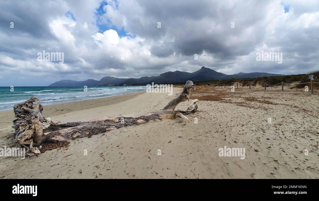 Beach panorama with faded driftwood tree trunk in foreground in wide ...