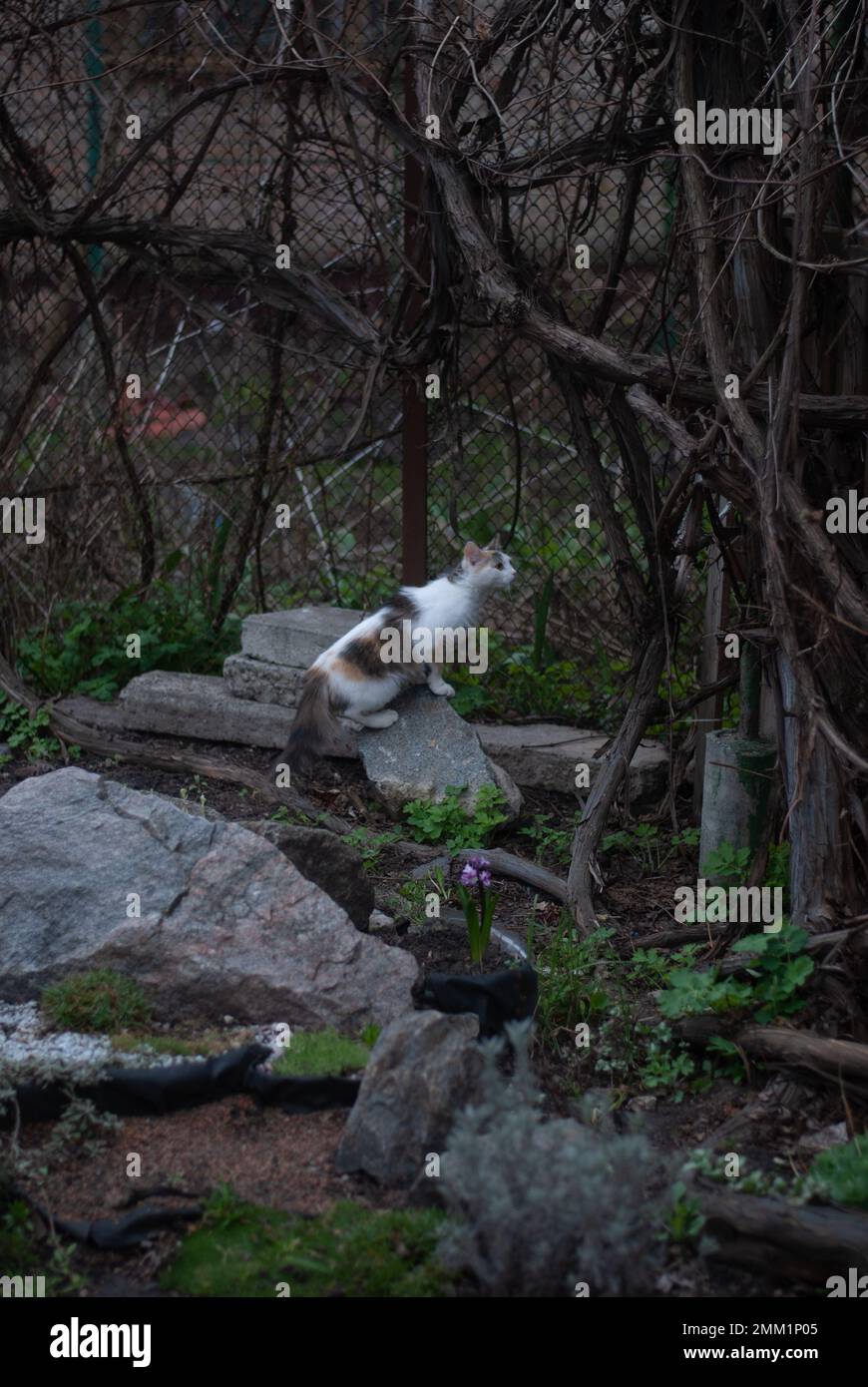 Little cat in the garden Stock Photo - Alamy