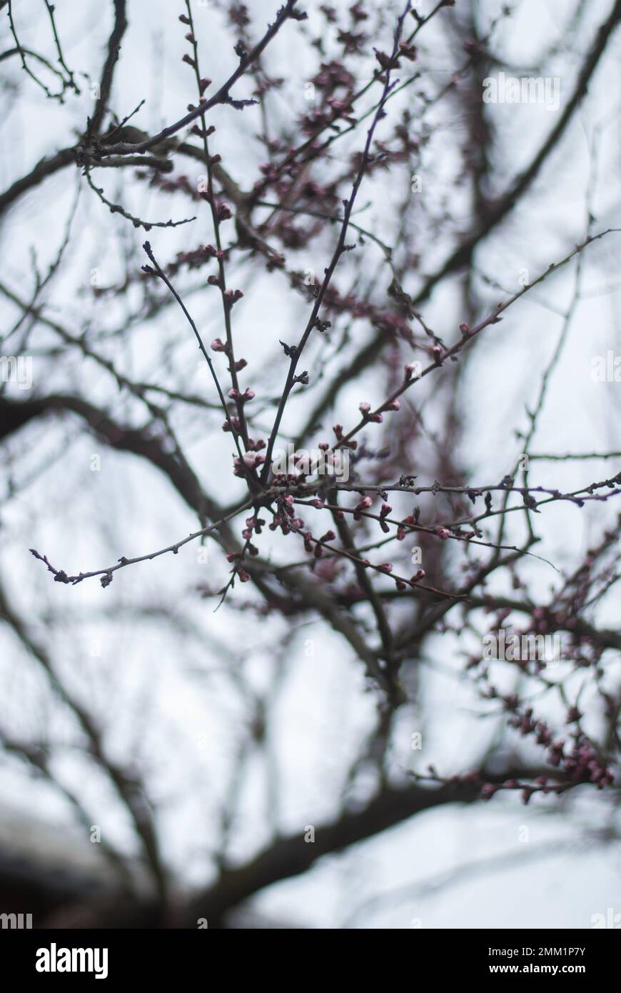 View on branches of apricot tree Stock Photo - Alamy