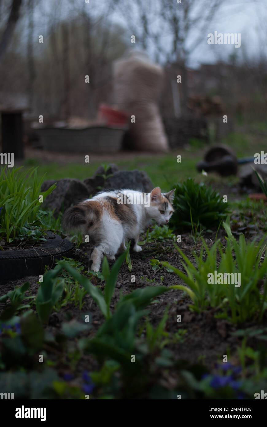 Little cat in the garden Stock Photo - Alamy