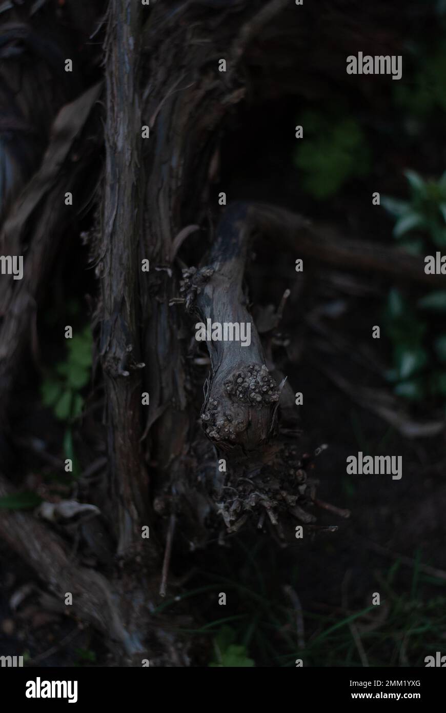 Backyard tree roots hi-res stock photography and images - Alamy