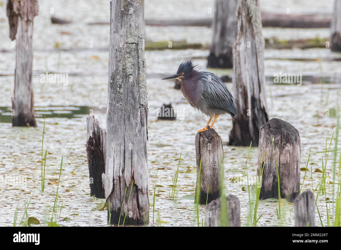 Green Heron fishing from submerged tree stump in swamp Stock Photo - Alamy