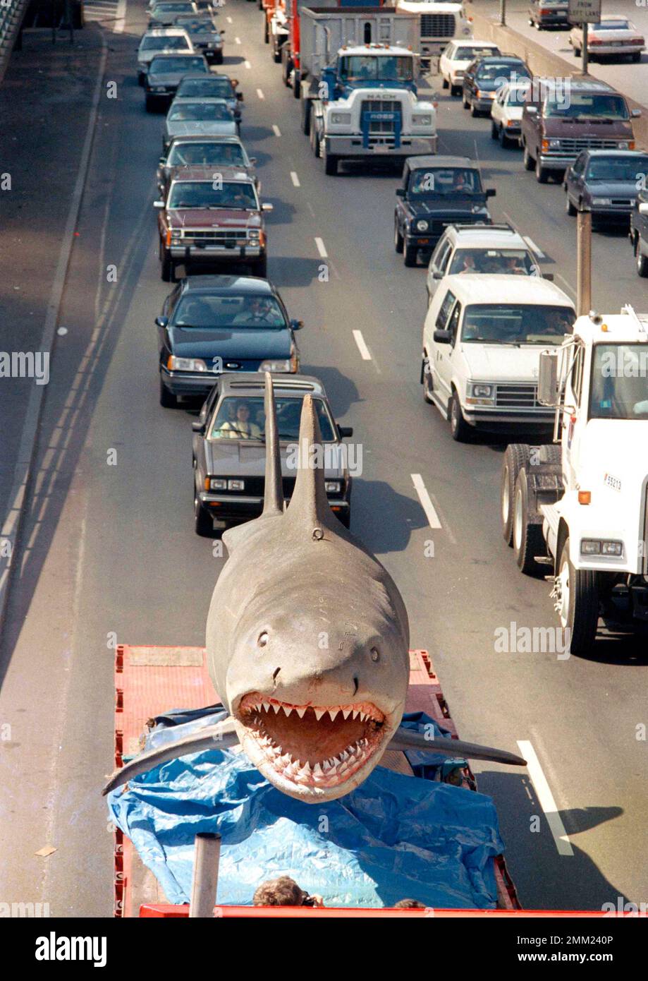 Bruce, the 25-foot shark from the movie "Jaws" rides through traffic in ...